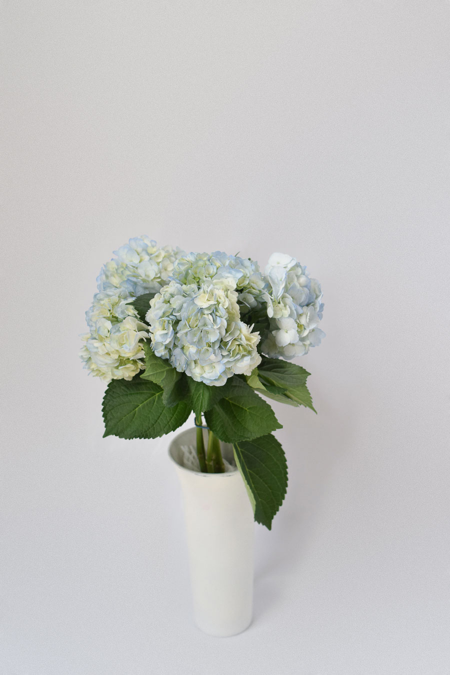 Catálogo de flor cortada - SANTAMARIA TIRADO, productores de flor